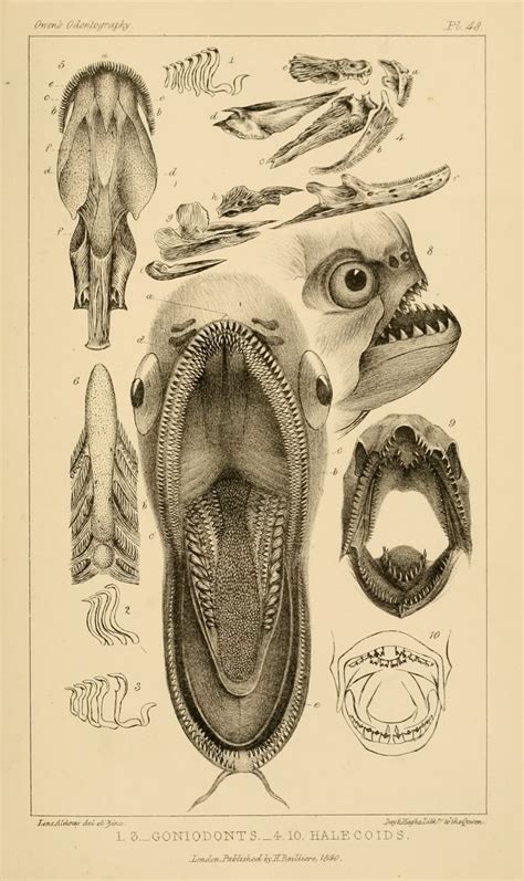 From Odontography 1845 V2 Possibly Owens Most Beautiful