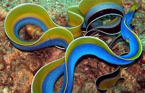 Spectacular Yellow And Blue Ribbon Eel
