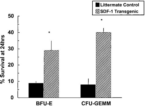 Enhanced Survival Of Sdf 1cxcl12 Transgenic Mouse Marrow Bfu E And
