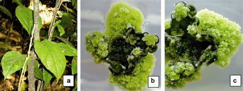 A C Natural Habit Of M Dentata A In Vitro Regenerated Green Download Scientific Diagram