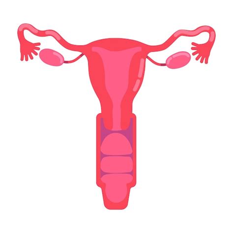 Premium Vector Female Reproductive System Semi Flat Color Vector Object