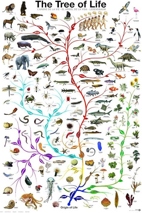 Phylogenetic Tree Of Life Poster