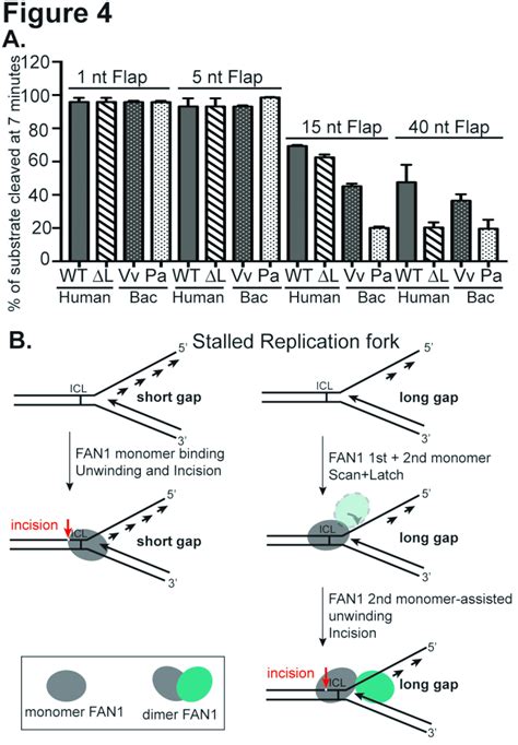 Dimeric Fan1 Is The Relevant Form For Cleavage Of Long Dna Flaps A