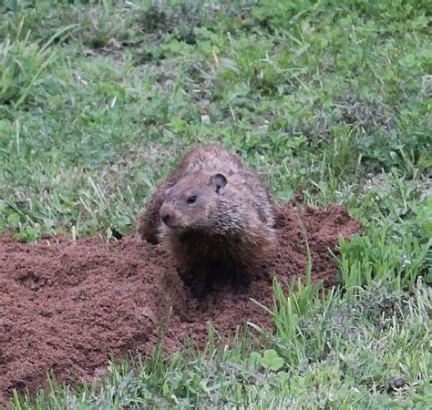 Ground Squirrel Pest Control Canada