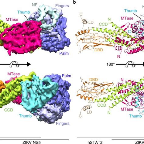 Cryo Em Structure Of The Full Length Zikv Ns5hstat21713 Complex Ab Download Scientific