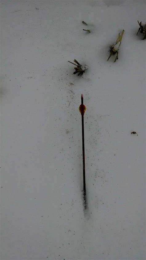 Swhacker Broadhead Review