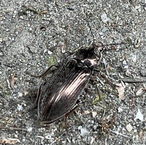 고려청동방아벌레