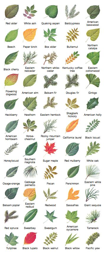 Tree Leaf Identification Identifying Trees Wilderness Survival Tree
