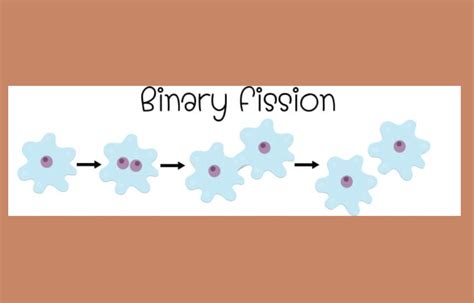 Binary Fission In Bacteria Animation