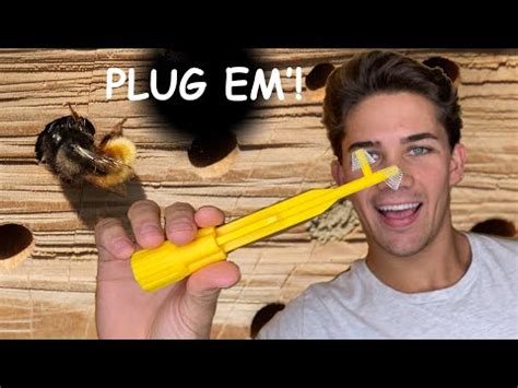 How To Stop Bumble Bees From Drilling Holes In Wood