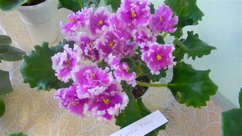 Мисс фиалки Самара - YouTube