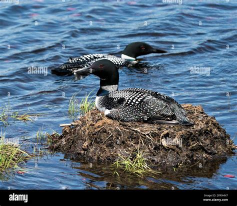 Male And Female Common Loon