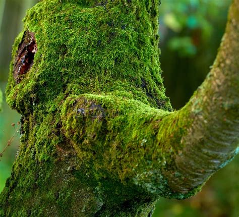 Nature Moss And Environment With Tree Trunk In Woods For