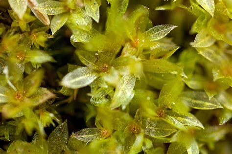 Physcomitrium Pyriforme 7 Ohio Moss And Lichen Association