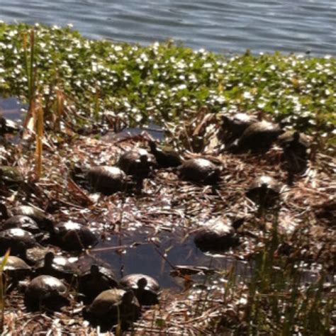 Turtle Project Noah Turtle Project Noah