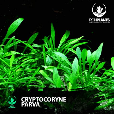 Cryptocoryne Parva Habittance