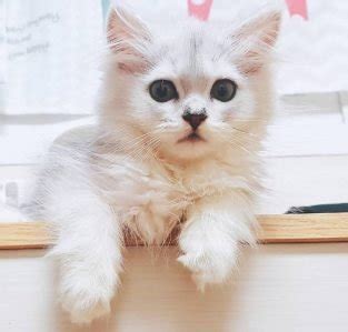320 Asian Cat Names Japanese And Korean Cat Names