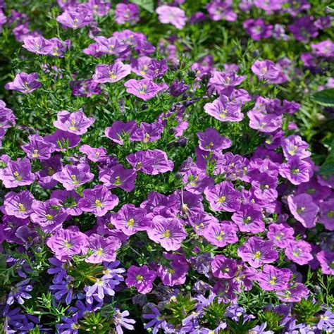 Nierembergia Seeds Purple Robe Cup Flower Ground Cover Seed