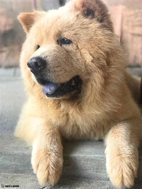 Chow Chow Coat Colors Coats And Colors