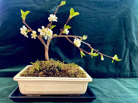 My Little Cherry In Almost Full Blossom Scrolller My Little Cherry In Almost Full Blossom Scrolller