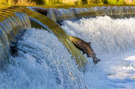 Mùa Salmon Run đã đến Đi đâu để Xem Cảnh Tượng Này Culturemagazin®
