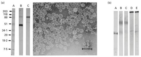 The Immunostimulating Complex Iscom Is An Efficient Mucosal Delivery