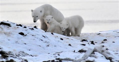 Scientists Develop Satellite Tracking System For Polar Bears