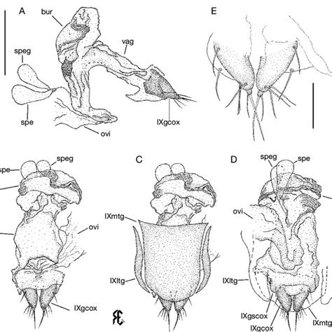 Female Genitalia Of Choleva Cholevopsis Punctata Brisout 1866 A