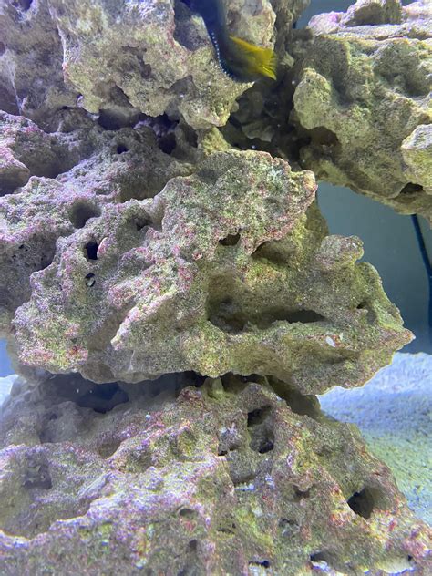 What Kind Of Algae Does This Look Like Rreeftank
