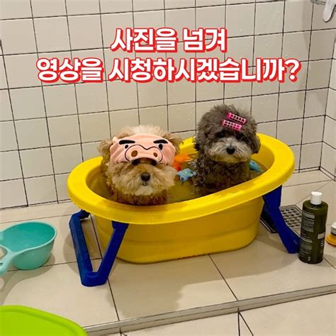 동동다리 괜찮다 아직 안에 내복은 안 뚫렸다 방탄내복 드릴에도 안 뚫리는 수면잠옷 추천 부탁드립니다 추워요 푸들 강아지 악마견 지랄견