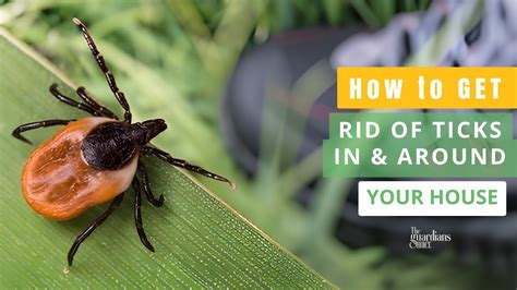 How To Get Rid Of Ticks In And Around Your House Ultimate Guide