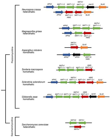 Mat Loci Arrangement In Pezizomycotina And Saccharomycotina Adapted