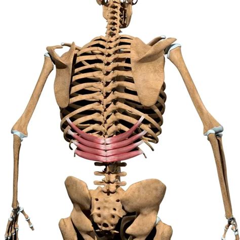 Stapedius Muscle Origin Insertion Function