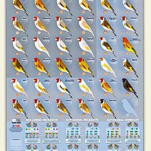 Product Categories Posters Naturally For Birds