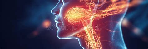 Visualizing The Intricate Connections Of The Human Brain And Nervous System During A Neural