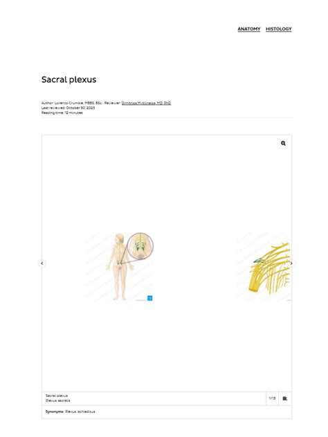Sacral Plexus Anatomy Branches And Mnemonics Kenhub Pdf Human