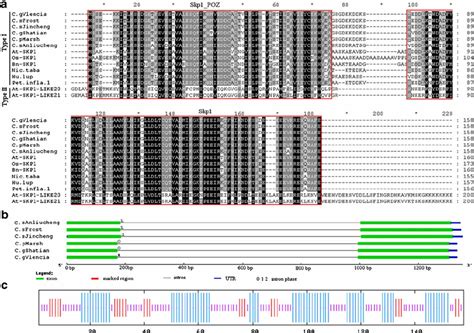 Full Length Cdna Sequence Of The Cgskp1 Gene And The Deduced Amino Acid Download Scientific