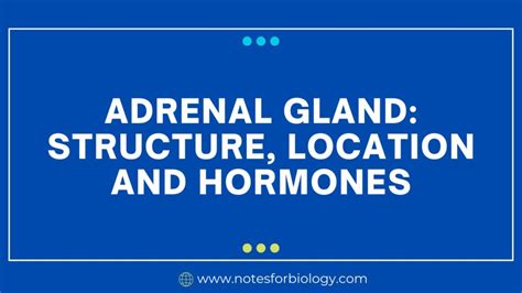 Adrenal Gland Structure Location And Hormones