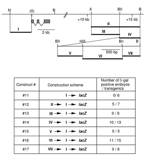 Schematic Diagram Of The Fotx2lacz Transgene Constructs Used To Download Scientific Diagram