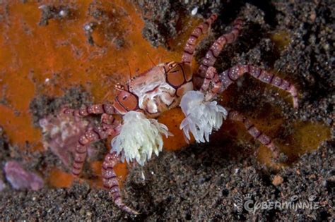 Unlikely Underwater Allies Boxer Crabs And Their Colorful Sea Anemone
