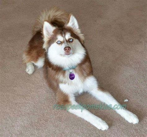 Pomeranian Husky Full Grown Pomsky