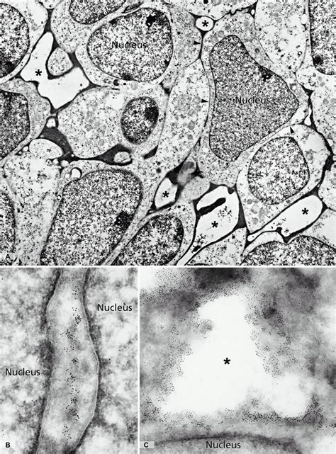 Plasma Membrane And Cell Surface Specializations Basicmedical Key