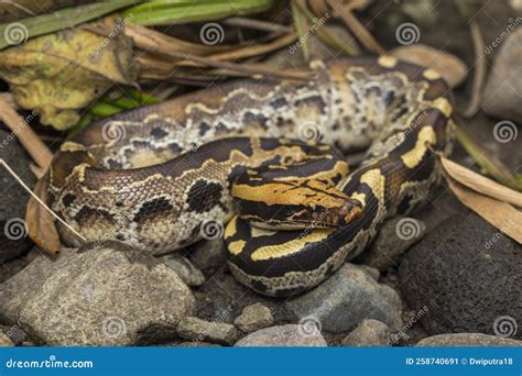 Borneo Short Tailed Blood Python Snake Python Curtus Breitensteini Borneo Short Tailed Blood Python Snake Python Curtus Breitensteini