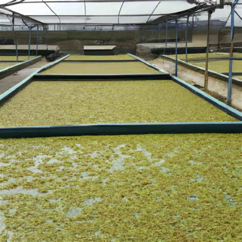 Azolla Cultivation Business Plan A Step By Step Guide For Growing