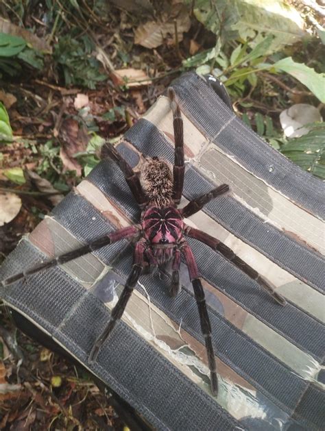 Whos This Cute Lil Bro Chocó Colombia R Whatsthisbug