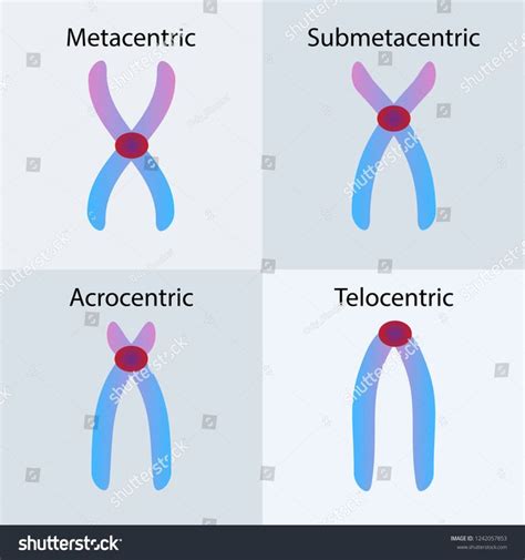 Centromere Types