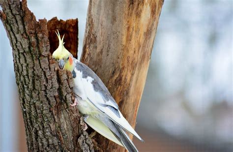 How To Take Care Of An Older Cockatiel Dr Cockatiel