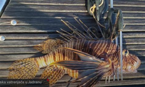 Opasna Riba Ulovljena U Jadranu Ovisno O Jačini Uboda Može Doći I Do Smrtnih Slučajeva Tportal