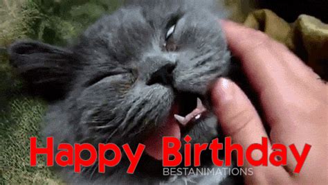 Happy Birthday Cats S
