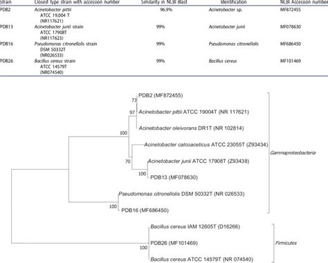 Identification Of Phenol Hyper Tolerant Bacteria Based On 16s Rdna